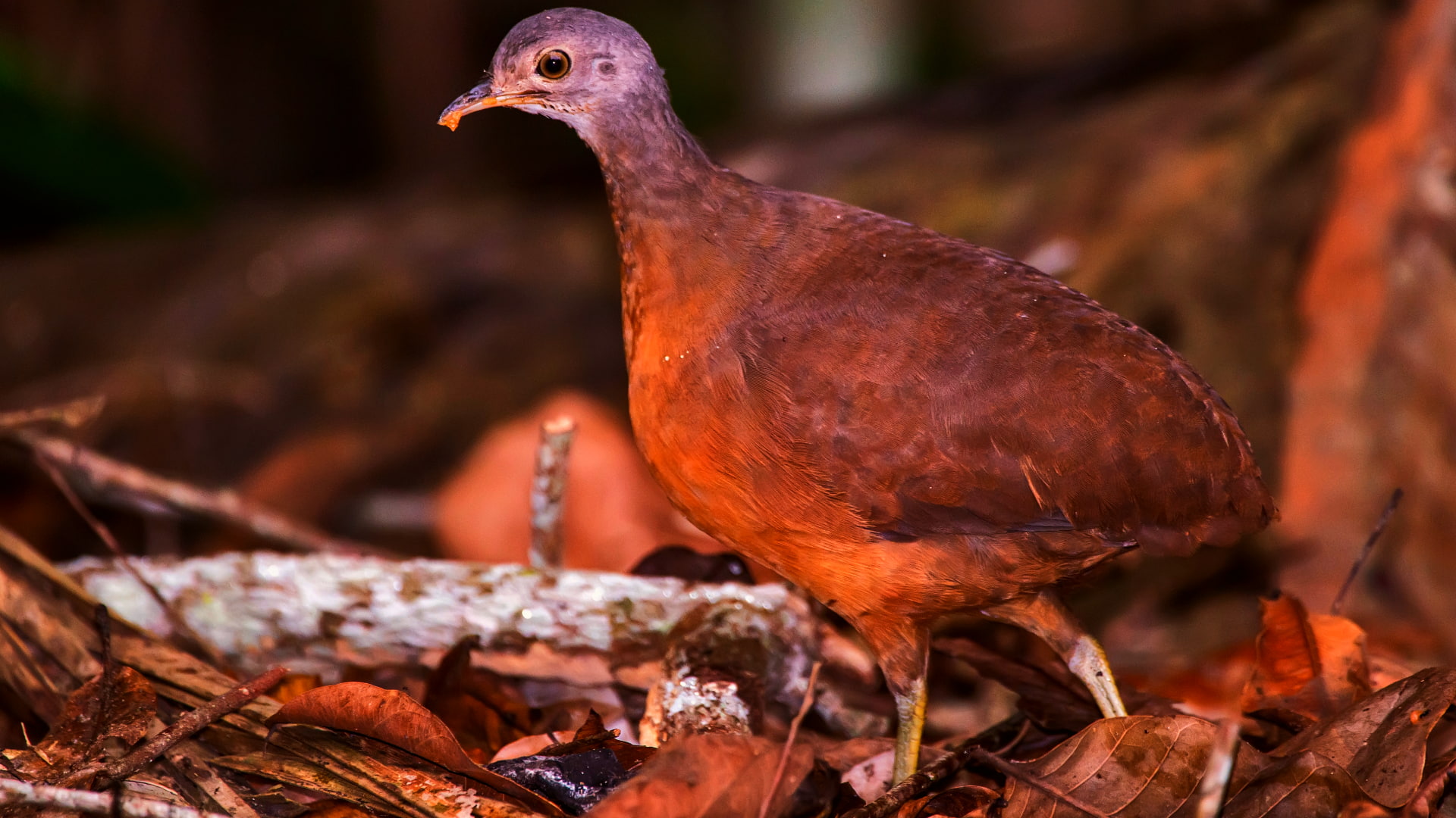 Wildlife & Flora Found in the Inca Trail | Kenko Adventures